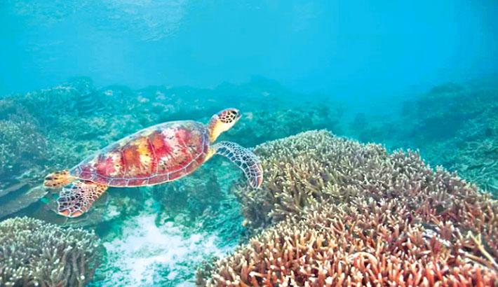 Great Barrier Reef avoids UNESCO ‘in danger’ listing